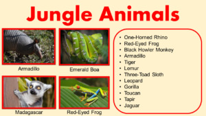 List of Jungle Animals Names | Pictures - GrammarVocab