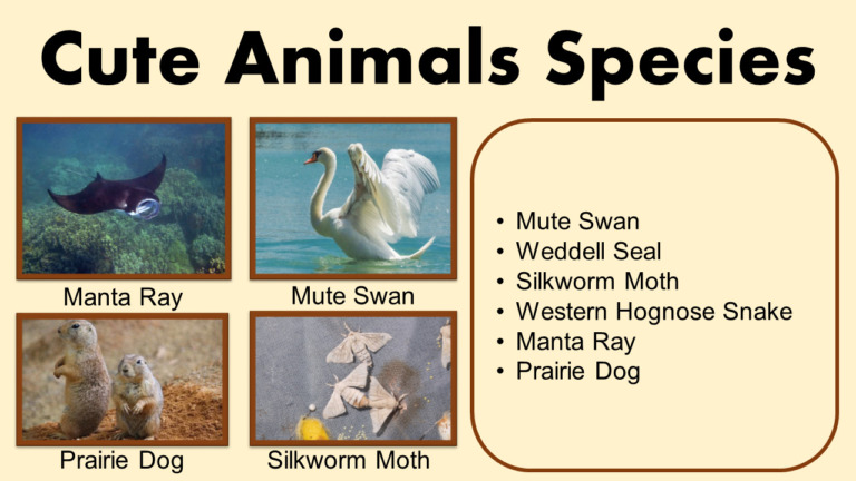 Cute Animals: List of Cutest Animals in The World - GrammarVocab