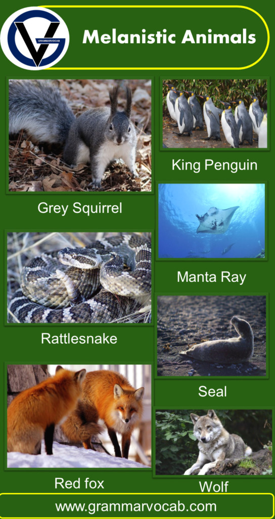 List Of Melanistic Animals | Pictures, PDF - GrammarVocab