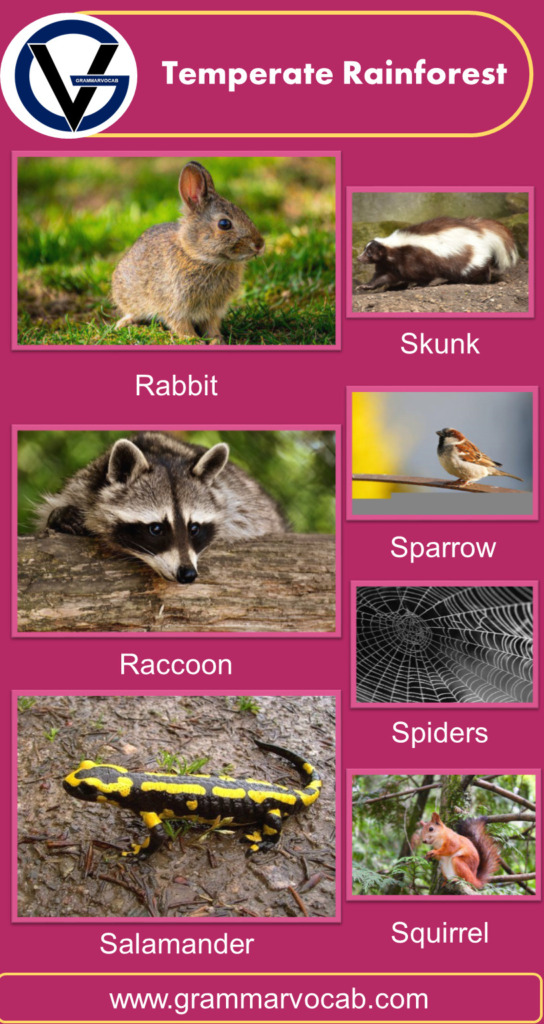 List of Rainforest Animals - GrammarVocab
