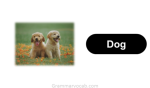 List of Smartest Animals Known for Their Intelligence - GrammarVocab