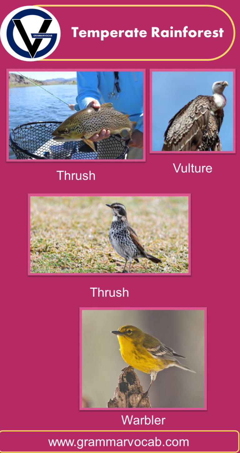 Rainforest Animals Names with Pictures | PDF - GrammarVocab