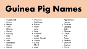 Good Guinea Pig Names - Male & Female Guinea Pig Names - GrammarVocab