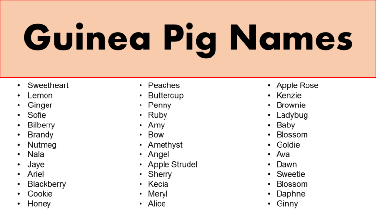 Good Guinea Pig Names - Male & Female Guinea Pig Names - GrammarVocab