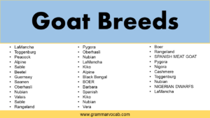 List Of Goat Breeds - GrammarVocab