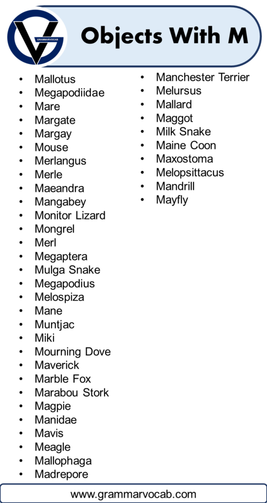Nouns That Start With M - English Vocabulary - GrammarVocab
