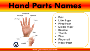 Human Hand Parts Name - GrammarVocab