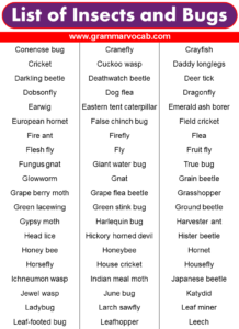 List of Insects and Bugs - GrammarVocab