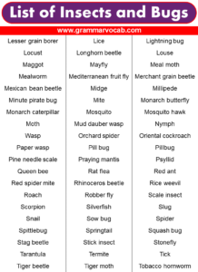 List of Insects and Bugs - GrammarVocab