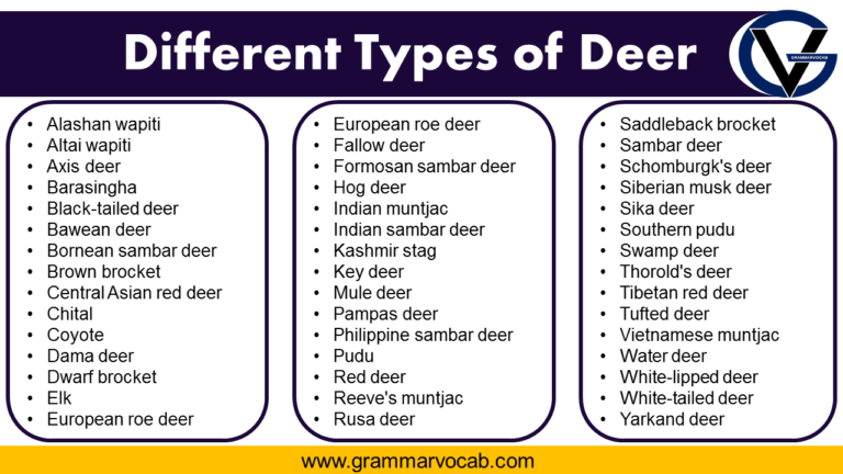Different Types of Deer - GrammarVocab