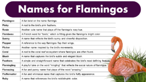 Best Names for a Flamingo – Male and Females - GrammarVocab