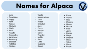 List Of Names for Alpaca - Naming Ideas - GrammarVocab