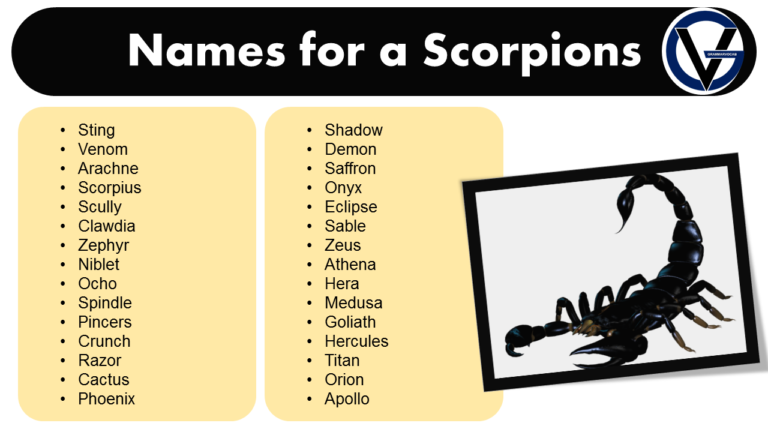 List Of Names for Pet Scorpions | Naming Ideas - GrammarVocab