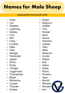 Good Names for a Sheep - Naming Ideas - GrammarVocab