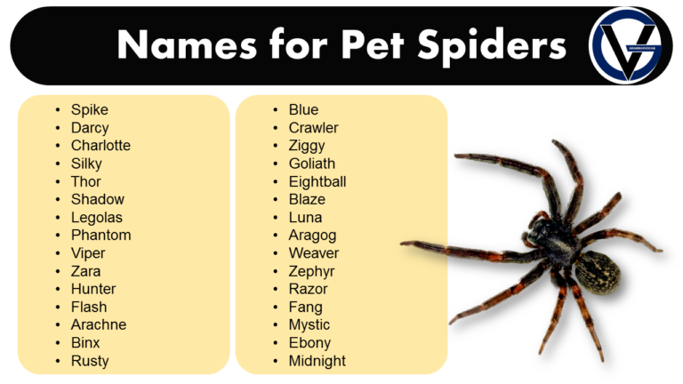 List of Names for Pet Spiders - Naming Tips - GrammarVocab