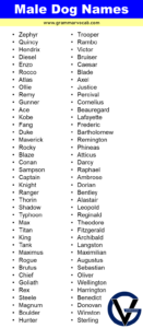 Male Dog Names: Unique, Strong, Classy, Cute, Cute - GrammarVocab