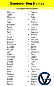 Gangster Dog Names for Your Furry Friend - Naming Ideas - GrammarVocab