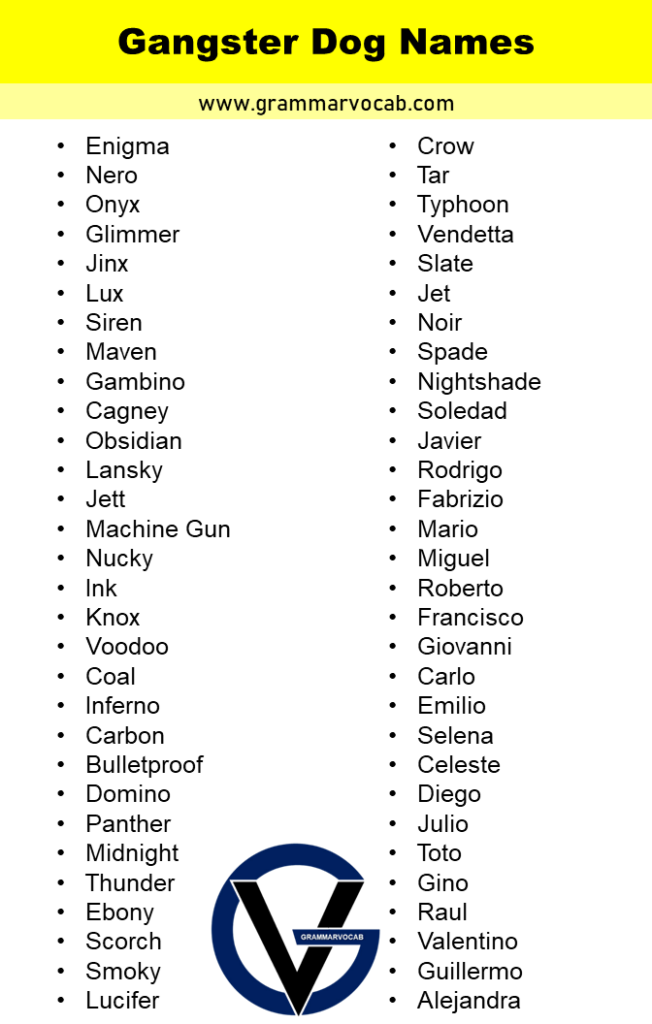 Gangster Dog Names For Your Furry Friend Naming Ideas GrammarVocab