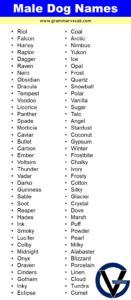 Male Dog Names: Unique, Strong, Classy, Cute, Cute - GrammarVocab