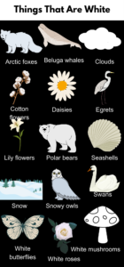 List of Things That Are White - GrammarVocab