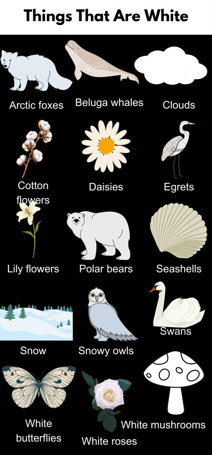 List of Things That Are White - GrammarVocab