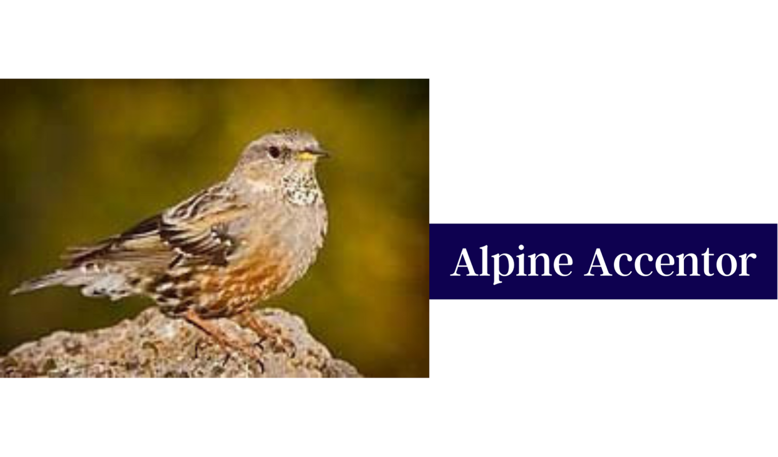 Animals That Live in The Mountain - GrammarVocab