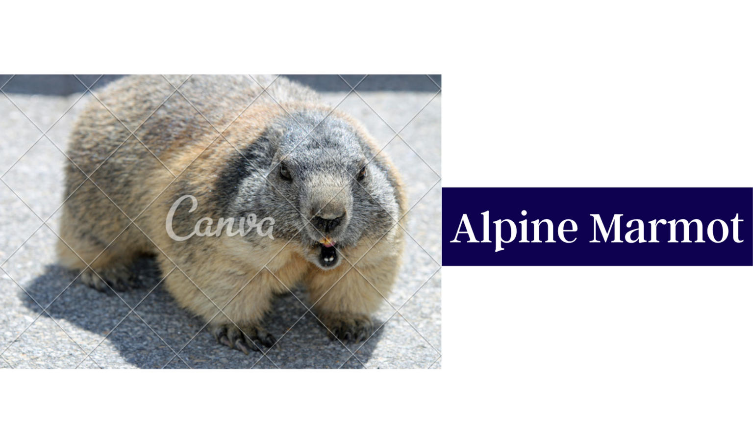 Animals That Live in The Mountain - GrammarVocab