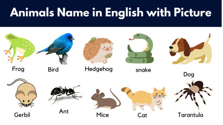 List of Animals Name in English with Picture | Download PDF - GrammarVocab