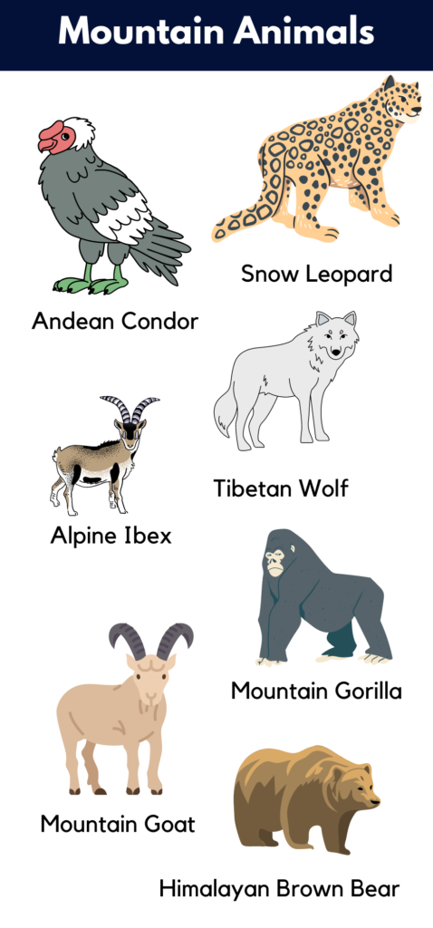Animals That Live in The Mountain - GrammarVocab